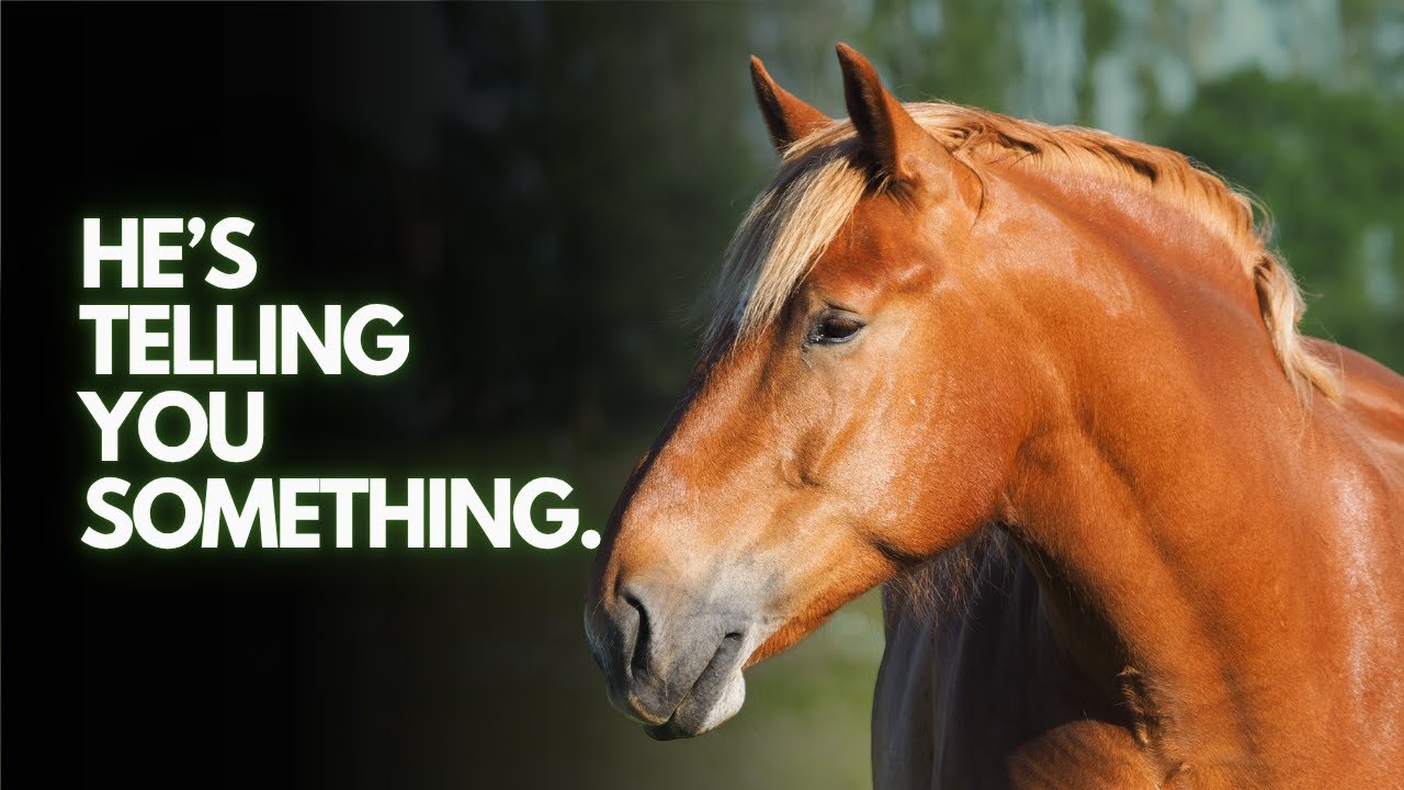 Decode Your Horse's Secret Language: Expert Reveals Calming Signals ...