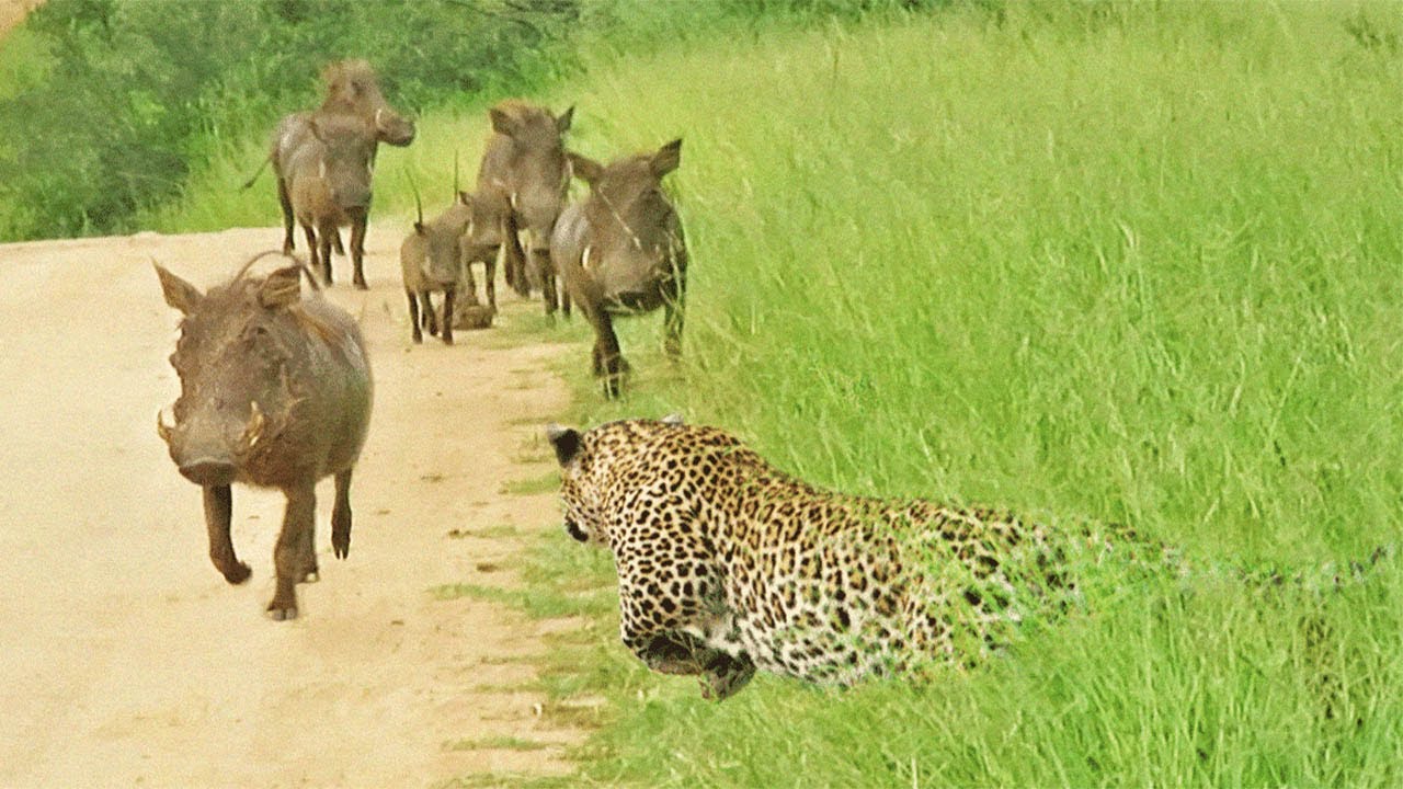 Brave Warthog Fights Predators and Luckily Survives Warthog vs Cheetah ...