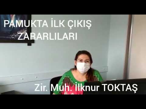 Pamuk İlk Çıkış Zararlıları