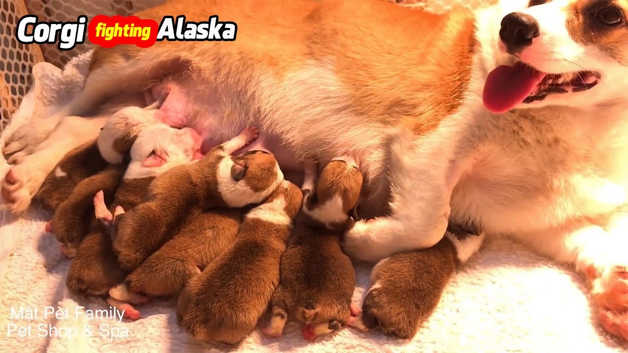 Corgi Great War of Alaska | Corgi Puppies So Cute | New funny dog video ...