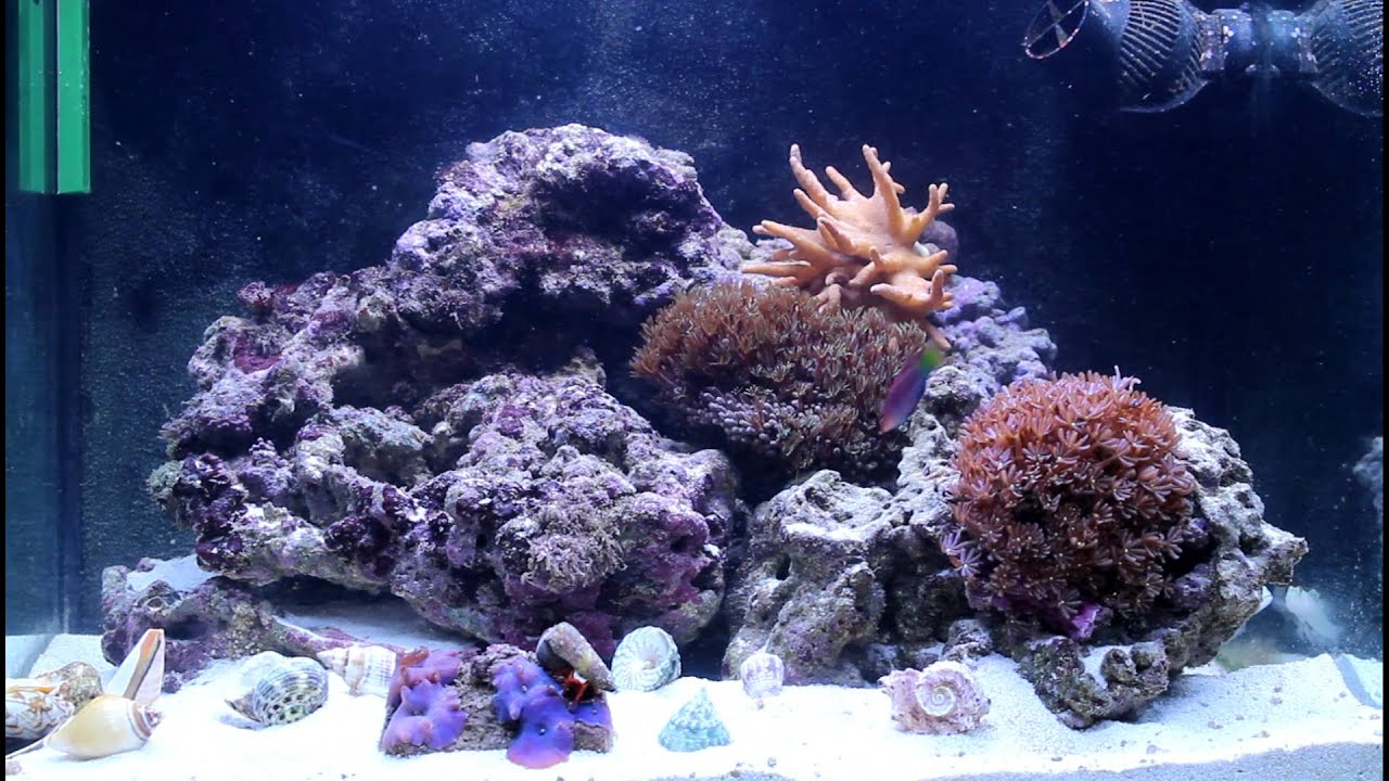 Red Sea Max 130D - YouTube