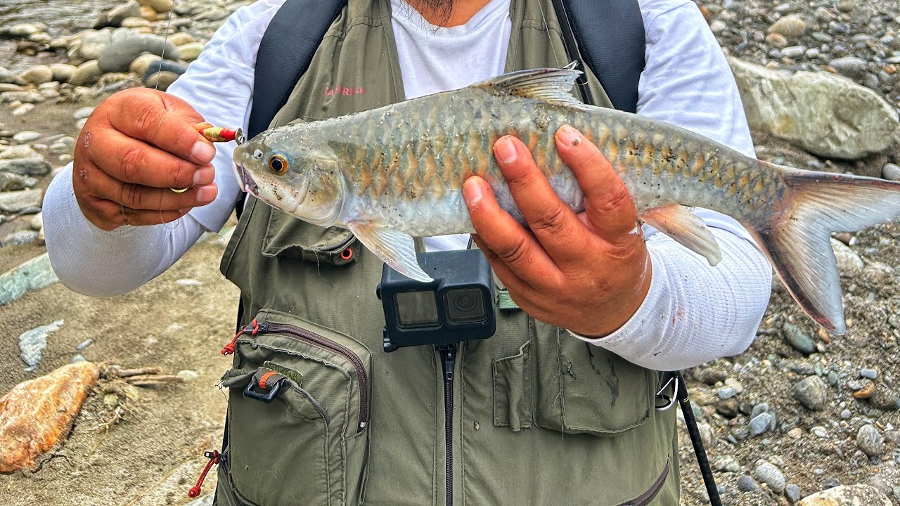 Fishing for small copper mahseer with spinners ! - YouTube