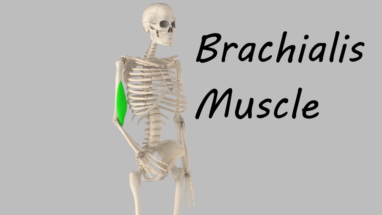 Brachialis Muscle How it Works - YouTube