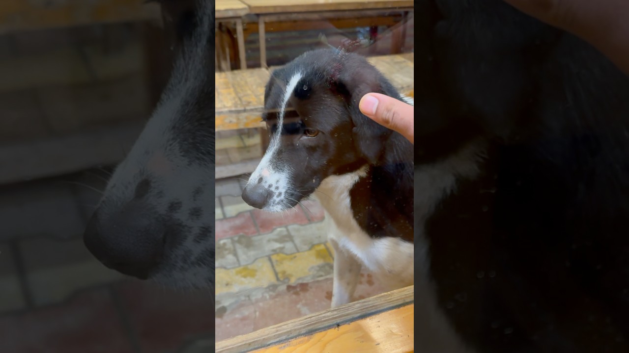 #dogs😍😇 - YouTube
