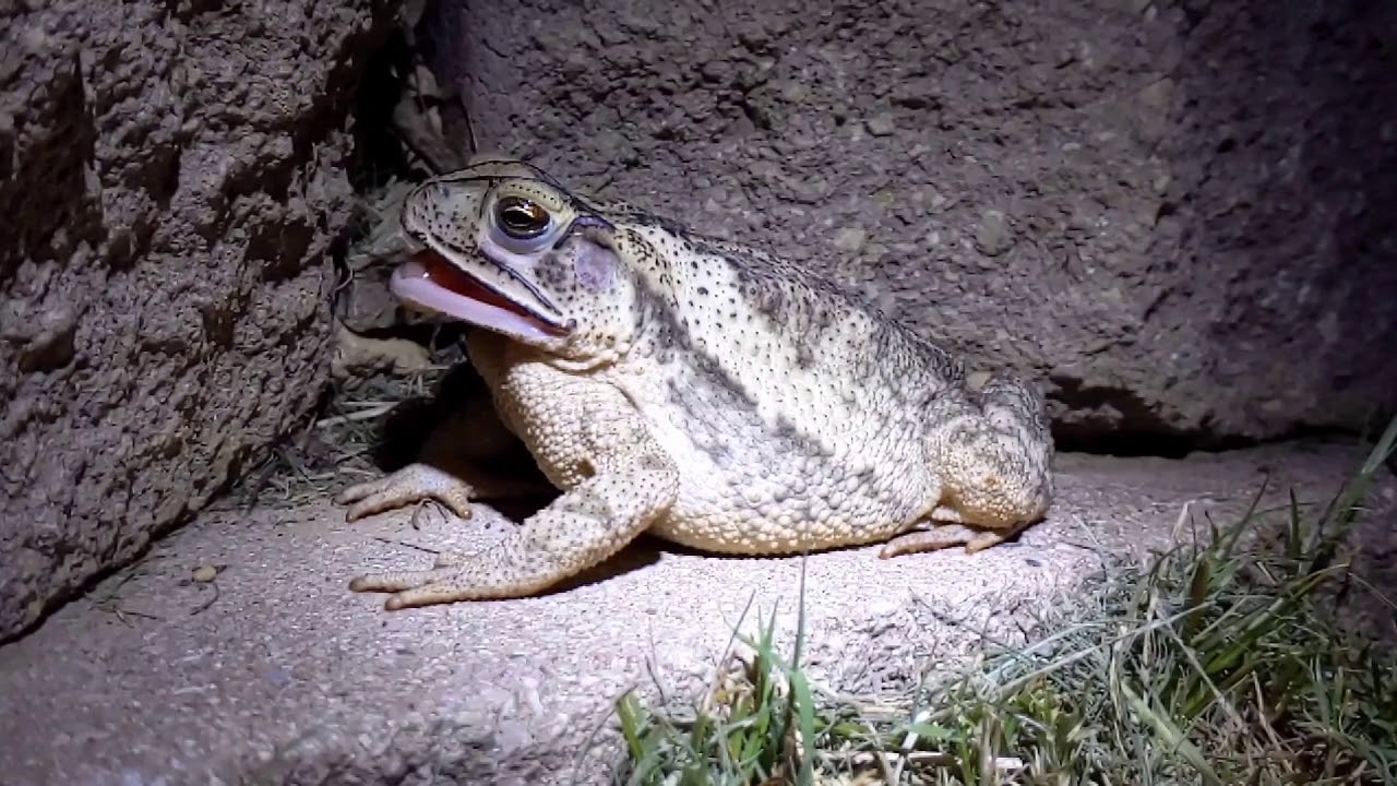 Gulf coast toad snacking on grasshopper in slow mo - YouTube