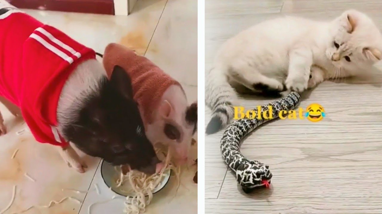 Pigs Fighting For Food|Cat Fights Snake#funny#pig#snake#catsanddogs# ...