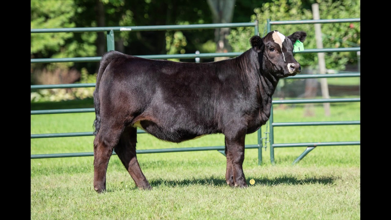 Lot 1: Brandt Brothers Beef - YouTube