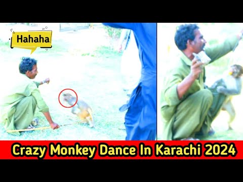 Best Monkey Dance In Karachi 2024 | Crazy Monkey Drama In Pakistan ...