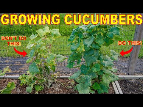 How To Plant Sumter Cucumber Seeds