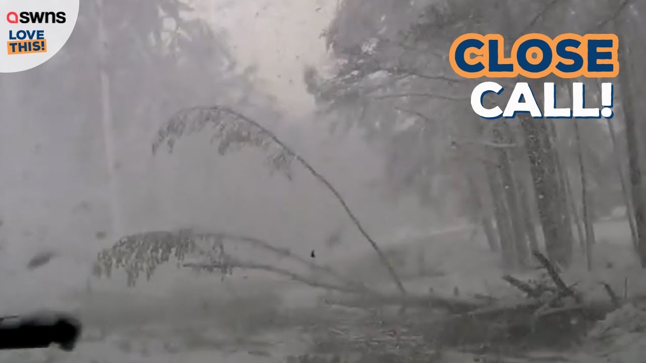 Falling tree almost hits police car! 😱🌳🚔 | LOVE THIS! - YouTube