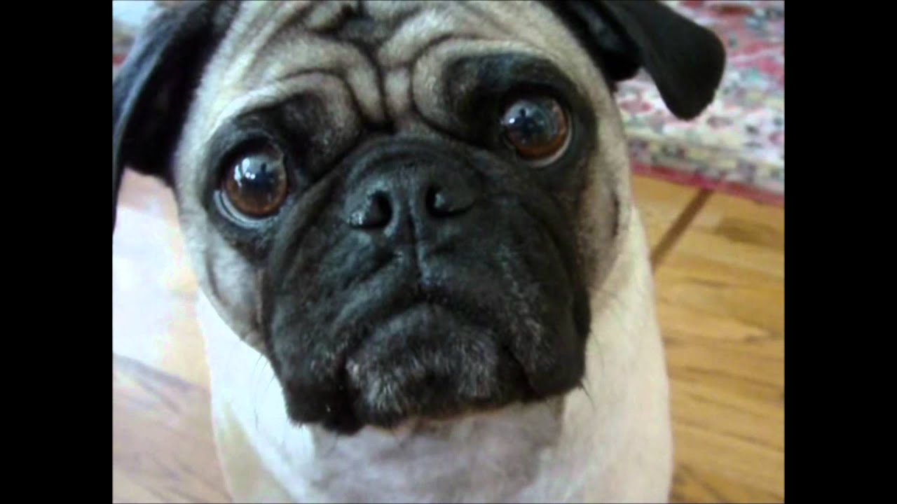 My Pug Ray Winking and Staring into your Soul - YouTube