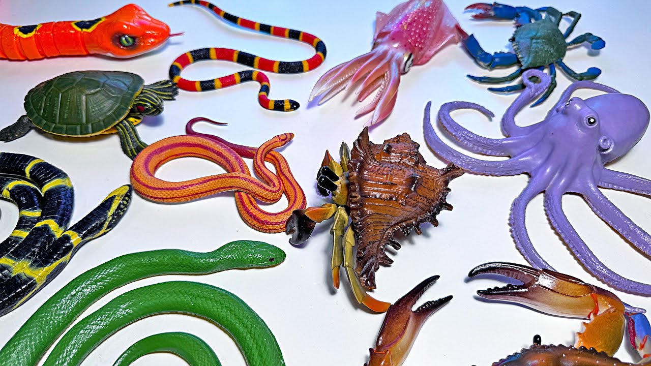 Reptiles, Crabs, Snakes, Turtles, Octopus, Squid Collection - YouTube
