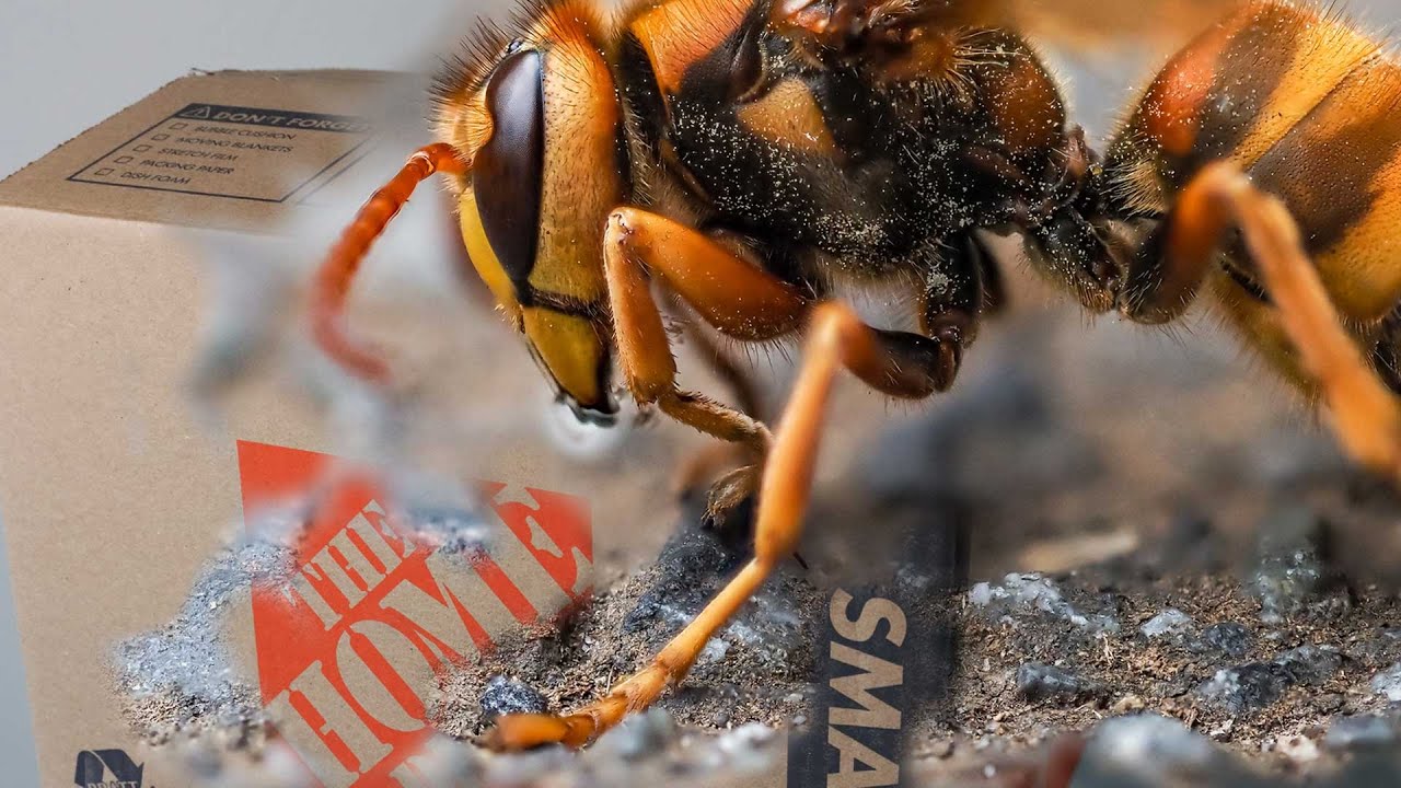 How to protect yourself from hornet attacks—be proactive, attack first! - YouTube