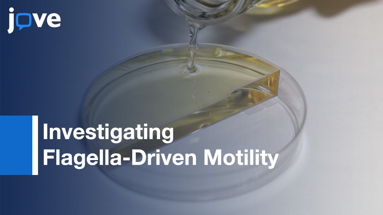 Flagella-Driven Motility: E. coli-Applying 3 Established Techniques In ...