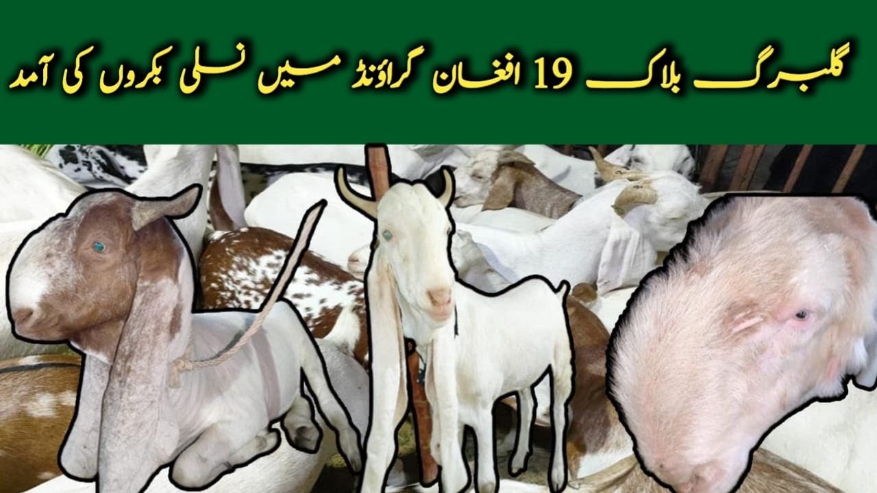 Bakra Eid Special 2023 Part 2 |Gulburg 19 Main Agai Bakrai Karachi Main ...