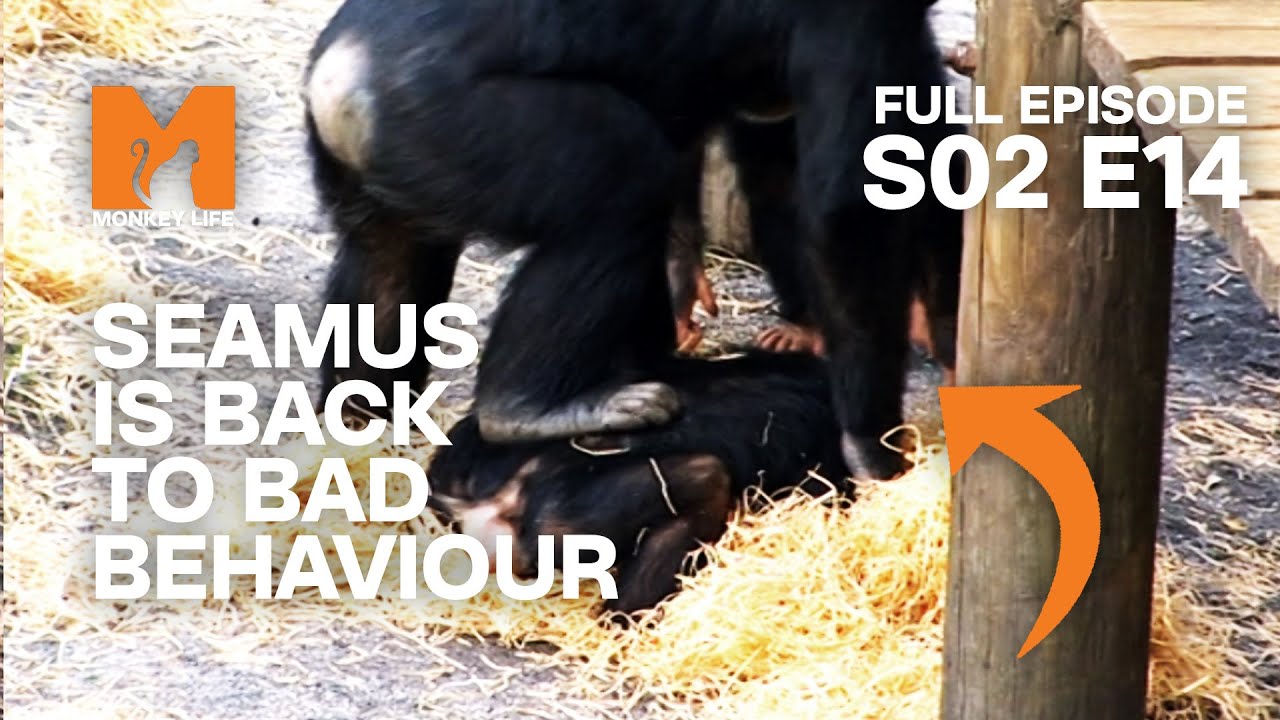 "Mindless Moron" | Season 2 Episode 14 | Full Episode | Monkey Life ...