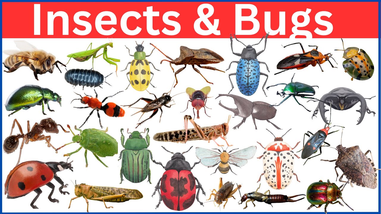 Bugs and Insects 101: Mastering Their Names in Minutes - YouTube