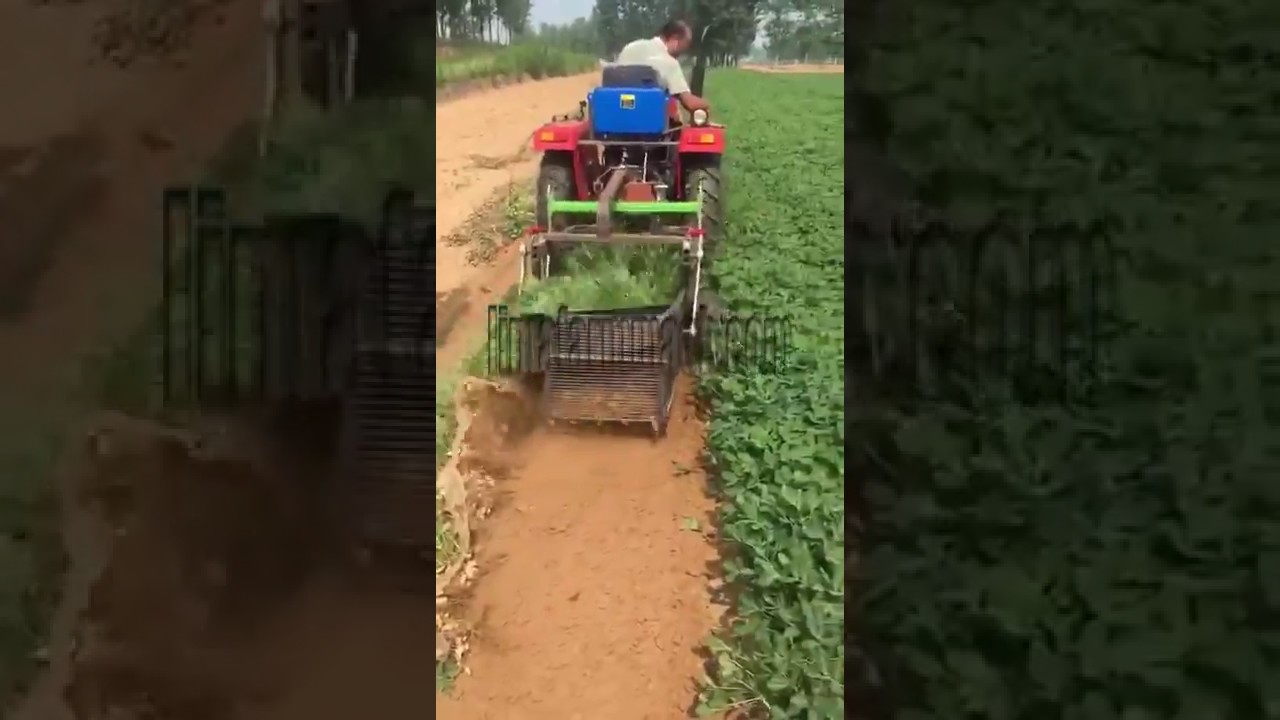 Multifunctional Peanut Harvester Machine---Lima Machinery - YouTube