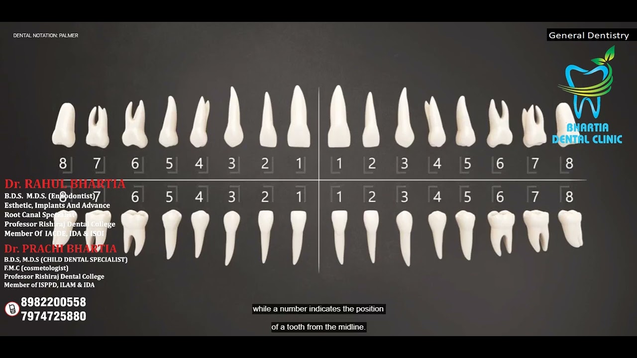 Decoding Tooth Numbers: Palmer Dental Notation Explained! - YouTube
