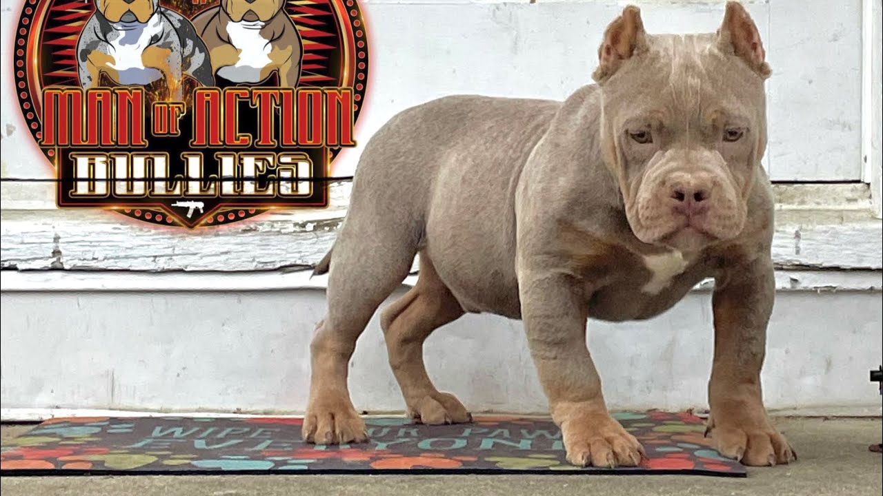 Showing All My Tri Color Merle American Bullies On My Yard - YouTube