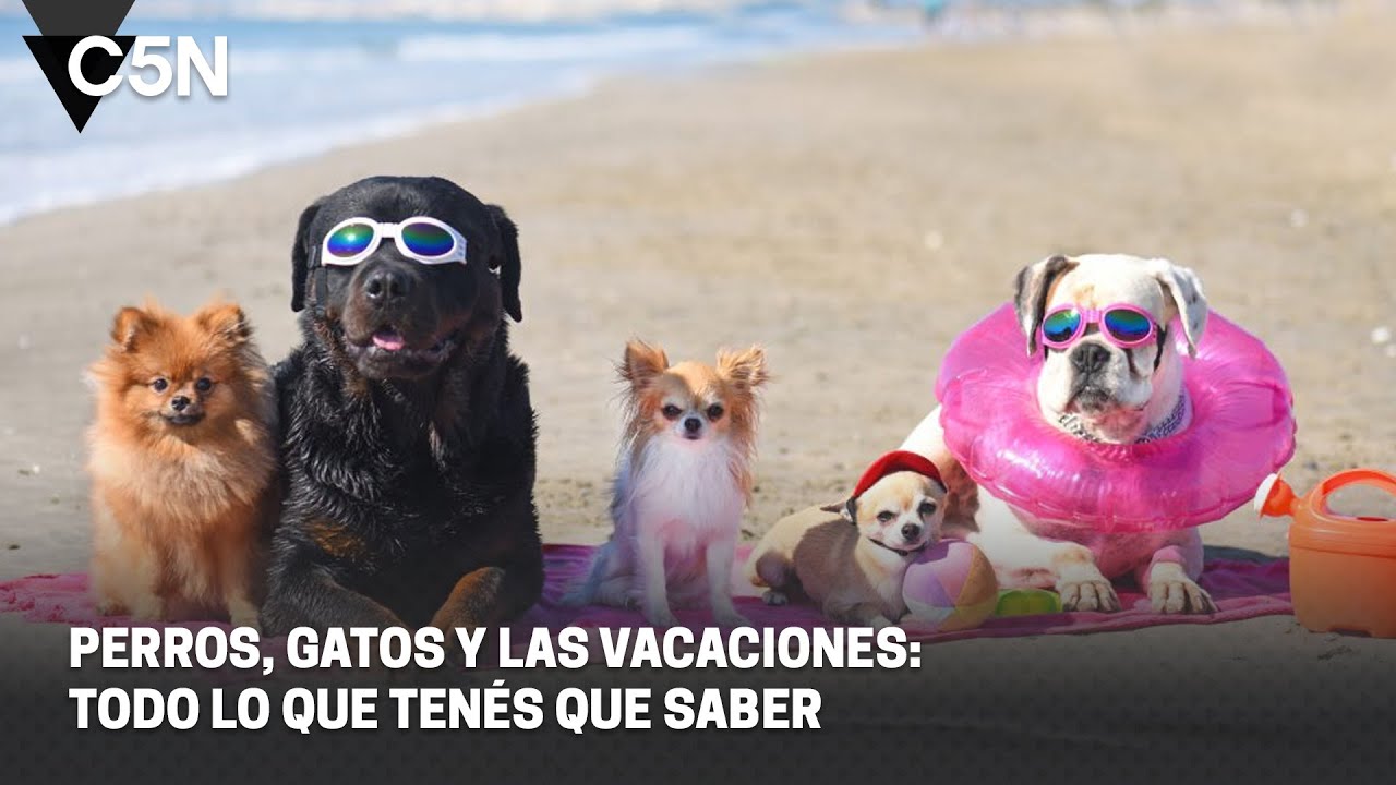 PERROS, GATOS y las VACACIONES: TODO lo que TENÉS que SABER - YouTube