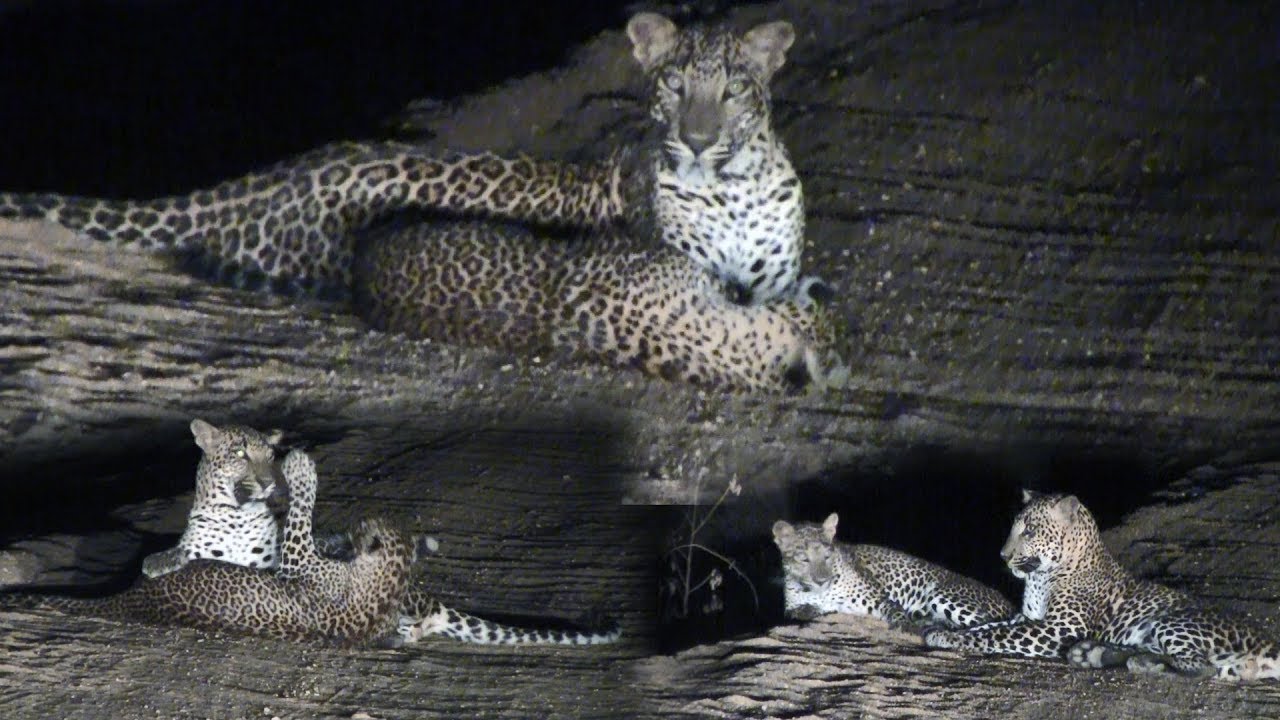 Leopard couple playing on the road ! - YouTube