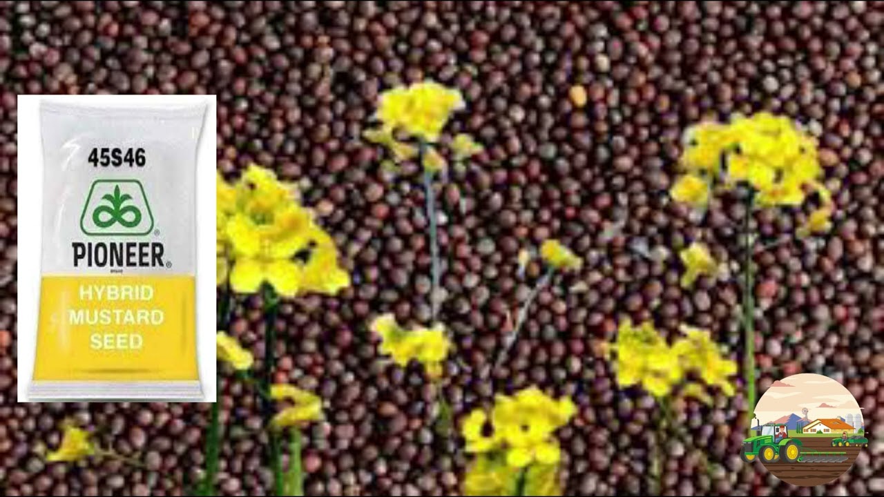 सरसों की खेती|sarso ki kheti |mustered seed|pioneer 45s456 |सरसों की ...