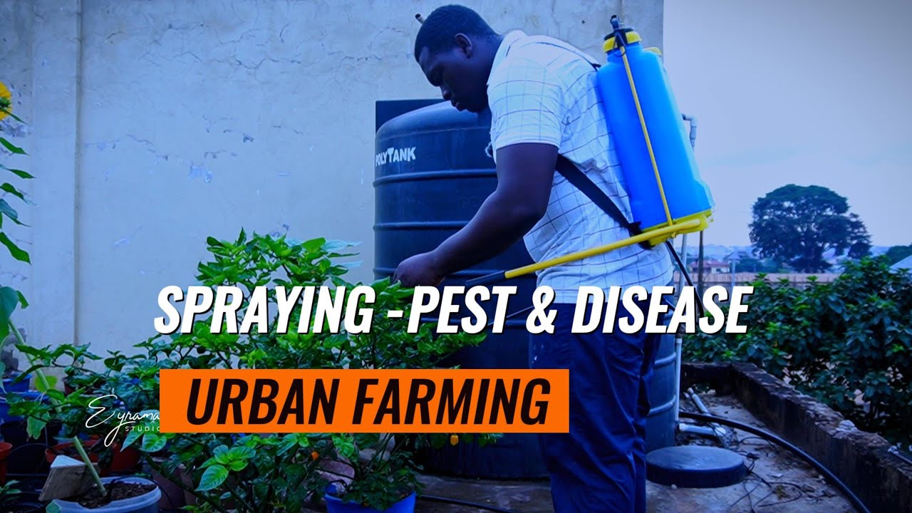 Effective Pest and Disease Control: Spraying Tips and Techniques - YouTube