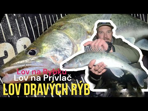 Lov Zubáča na rybku/Lov Zubáča na Prívlač/Lov Candáta/#spinning # ...