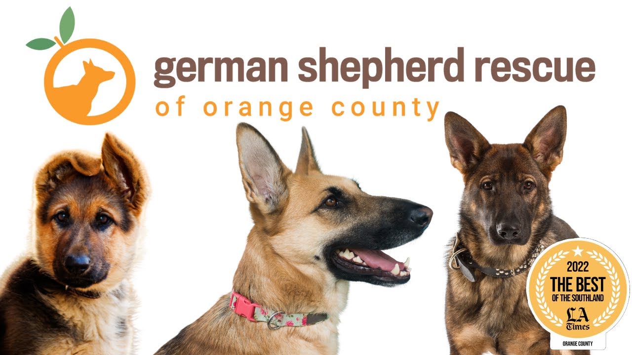Yorba Linda small business of the week - German Shepherd Rescue of ...