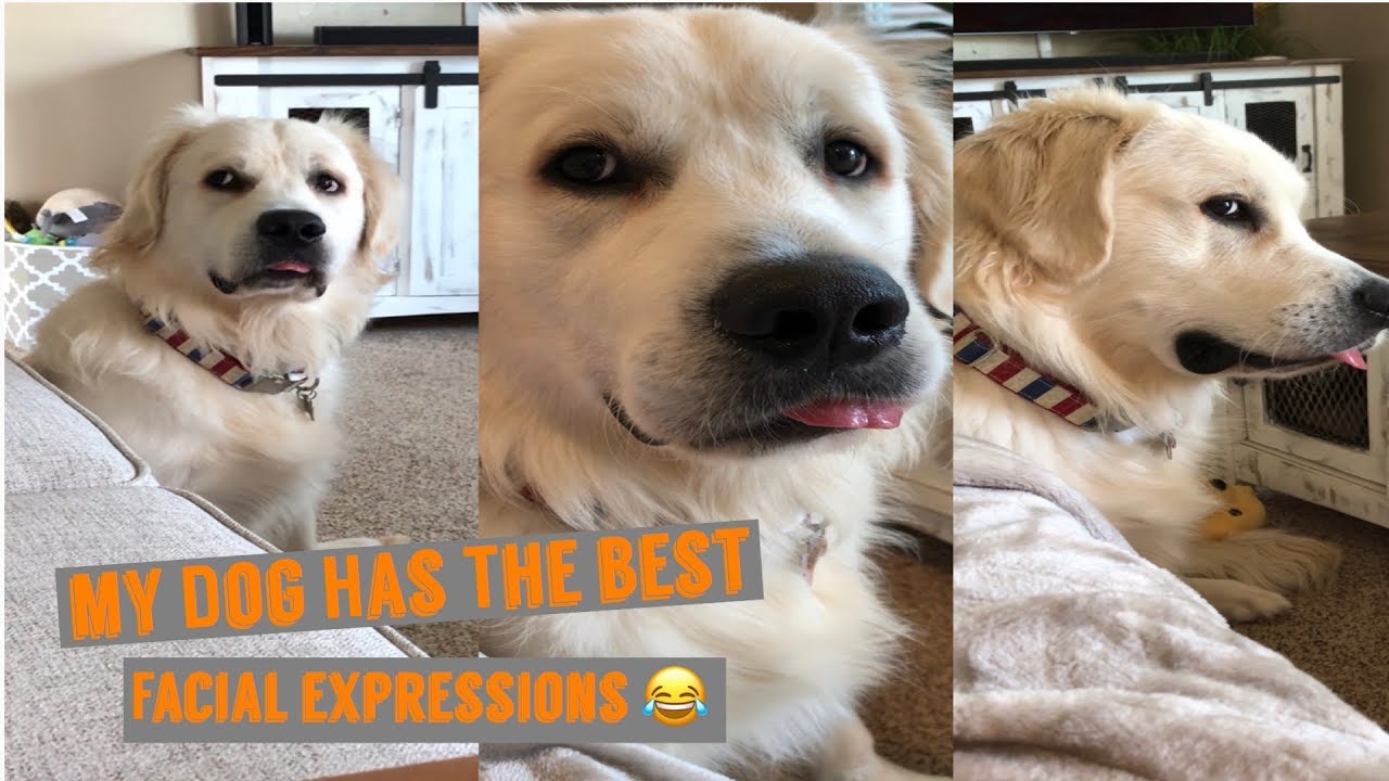My Dog Has The Best Facial Expressions | Compilation - YouTube