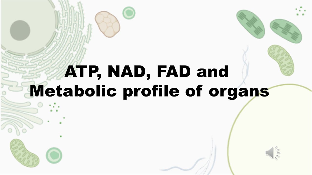 ATP, NAD, FAD and Metabolic profile of organs - YouTube