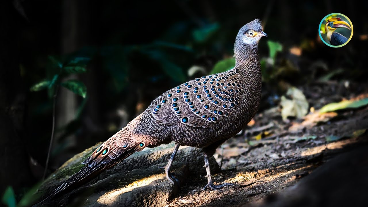 Discover LAOS' Most STUNNING Rainforest Birds! - YouTube