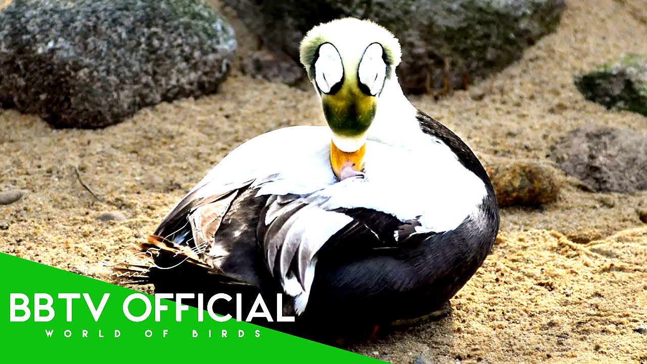 15 Most Beautiful Ducks On The Planet | Wildlife Documentary | BBTV ...