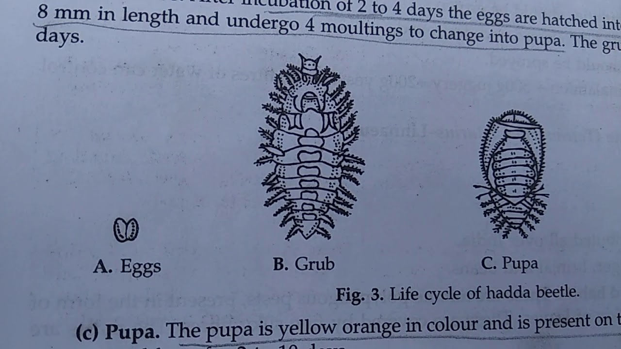 Hadda bettle (Insect pest of vegetable) - YouTube