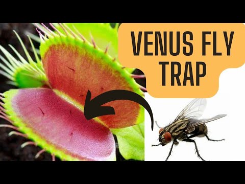 Venus Fly Trap EATS Fly - YouTube