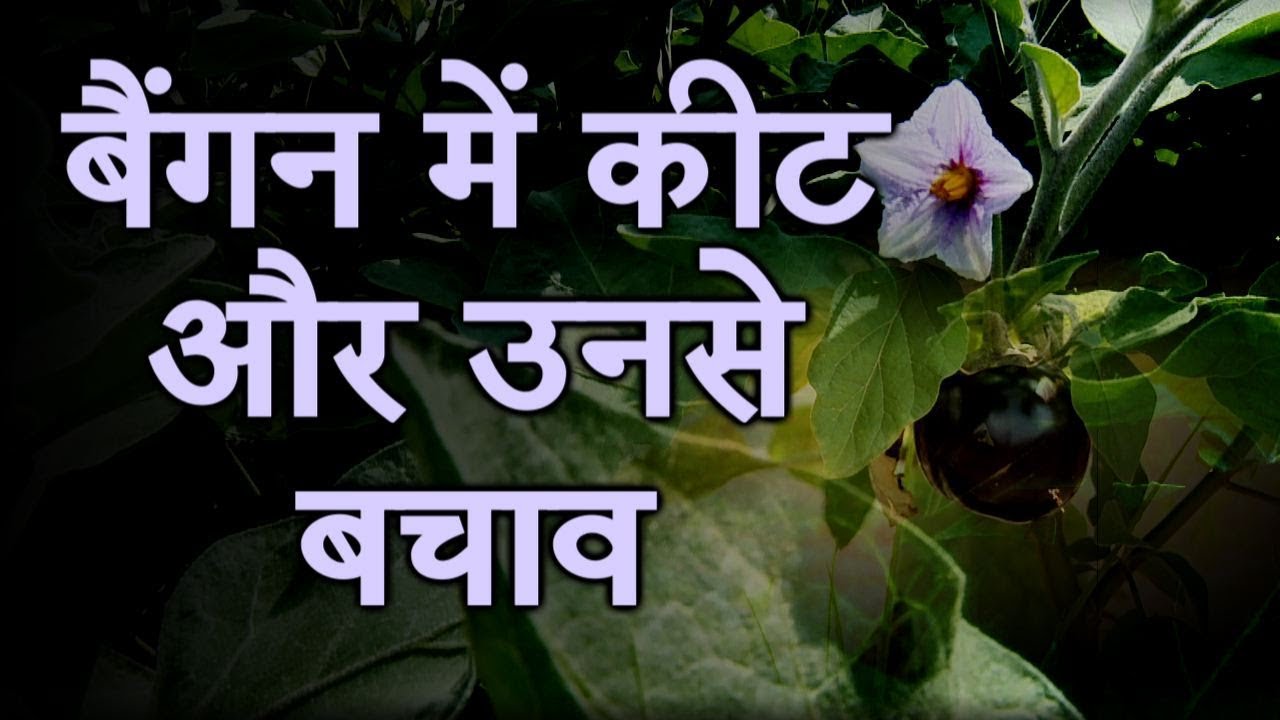 Brinjal Farming | बैंगन की खेती का कीट से बचाव | बैंगन की खेती से जुड़ी ...