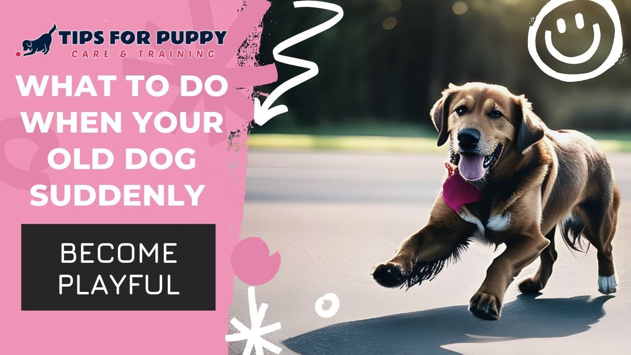 What to Do When Your Old Dog Suddenly Becomes Playful | Tips for Puppy ...