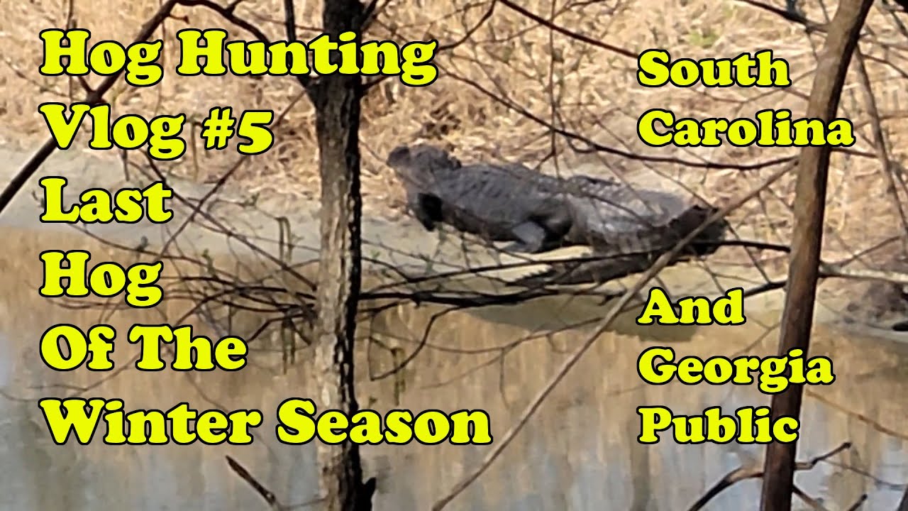 Hog Hunting Vlog #5 South Carolina And Georgia Public Last Hog Of The ...
