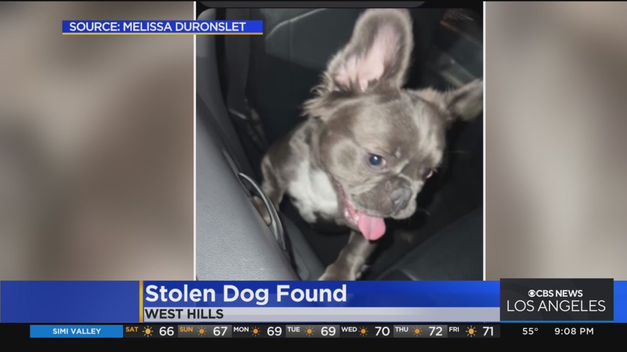 Stolen French bulldog found in streets - YouTube