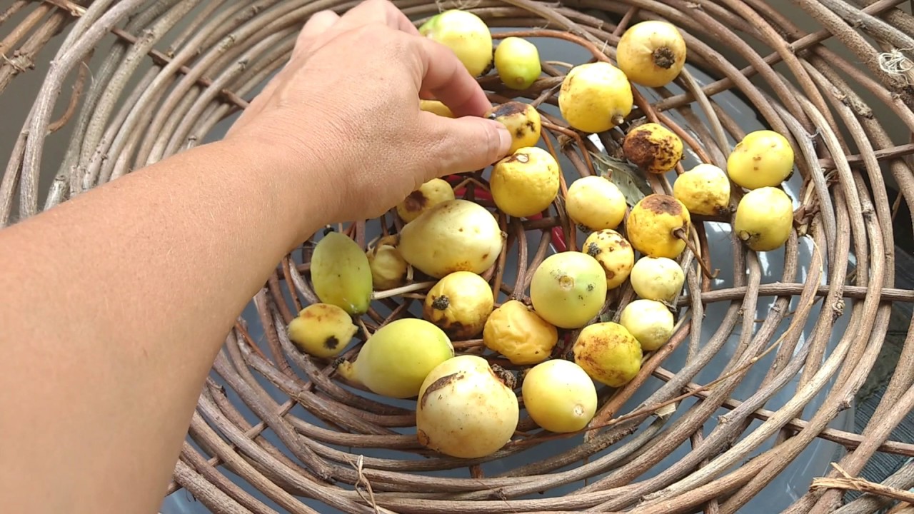 Ripening Mayapples - YouTube