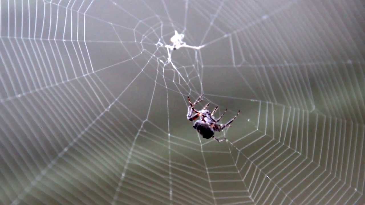 Teia De Aranha Corte Americano - RETOEDU