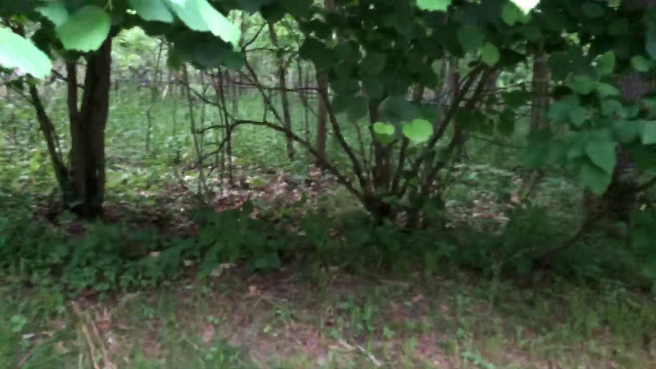 Peeing in the woods... - YouTube