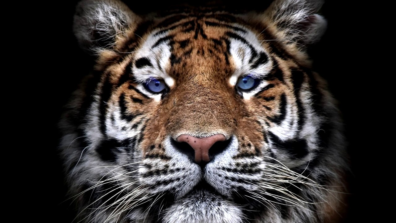 Wallpaper Background Effect Tiger - YouTube