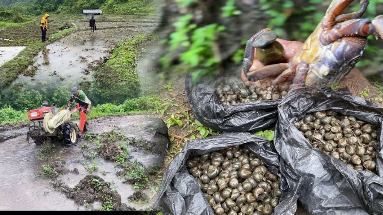 Jungle life | paddy field | catch Snail and Crab. Beauty at its peak ...