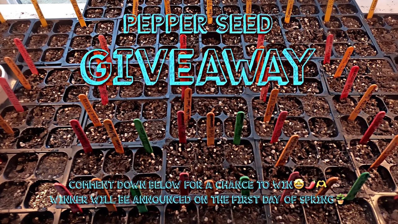 PEPPER PRINCESS | SPRING PEPPER SEED | GIVEAWAY - YouTube