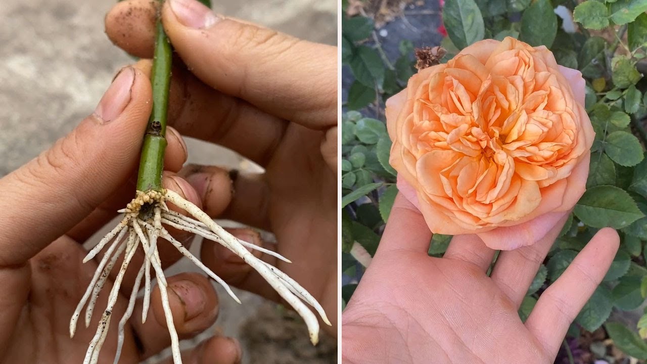 How to cut a rose plant to produce a lot of roots is very simple /#rose ...