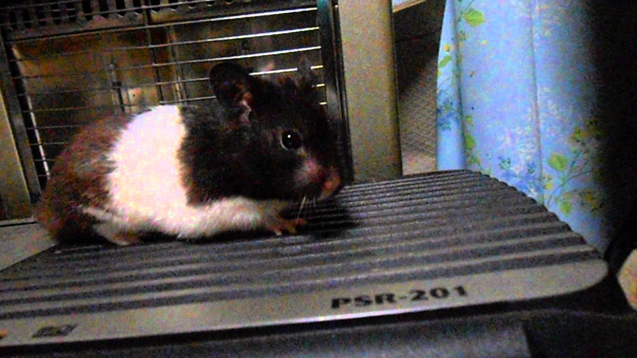 Ash - Mouse on the Keyboard - YouTube