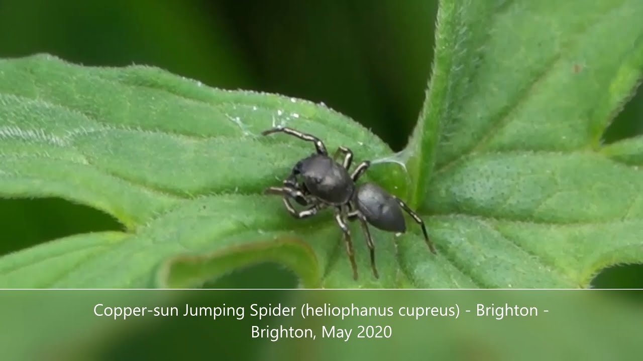 Copper-sun Jumper Spiders (Heliophanus cupreus) - Brighton, May 2020 ...