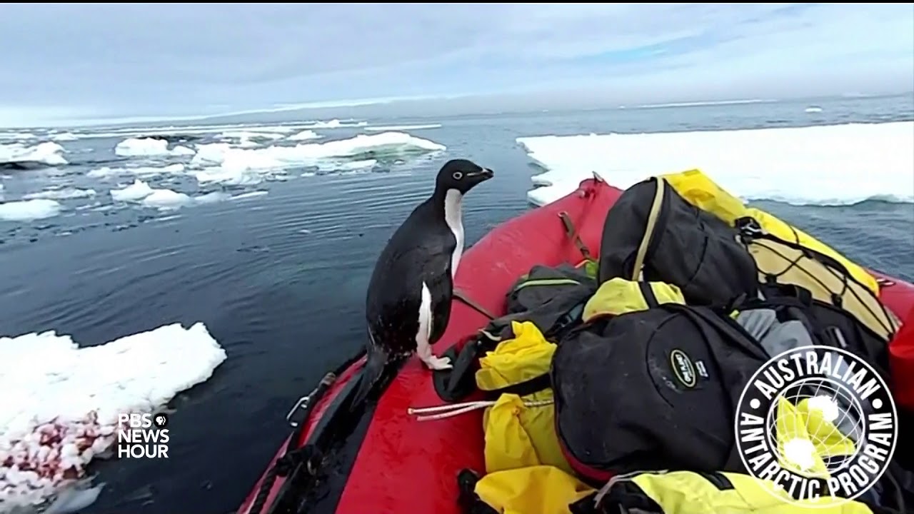 A curious penguin joins scientists for a cold-water cruise - YouTube